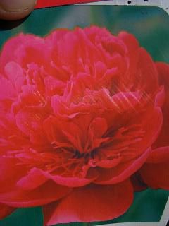 芍薬 西洋シャクヤク サラベルナール 苗 販売 苗木部 By 花 芍薬 西洋シャクヤク サラベルナール 苗 販売 苗木部 By 花