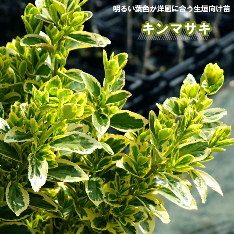 マサキ キンマサキ 苗 販売 苗木部 By 花ひろばオンライン マサキ キンマサキ 苗 販売 苗木部 By 花ひろばオンライン