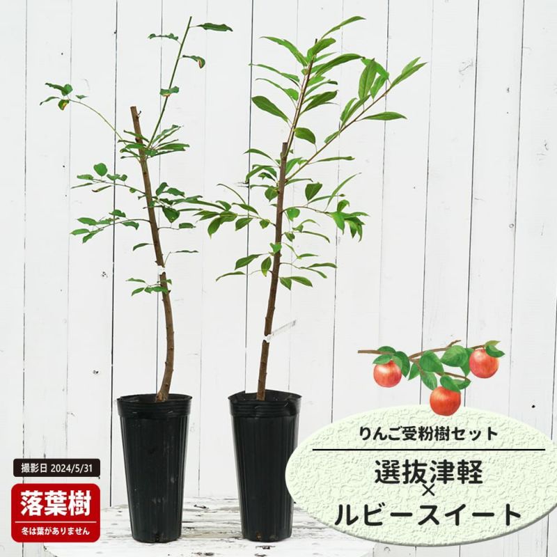 リンゴ 選抜津軽 苗 販売 苗木部 By 花ひろばオンライン リンゴ 選抜津軽 苗 販売 苗木部 By 花ひろばオンライン