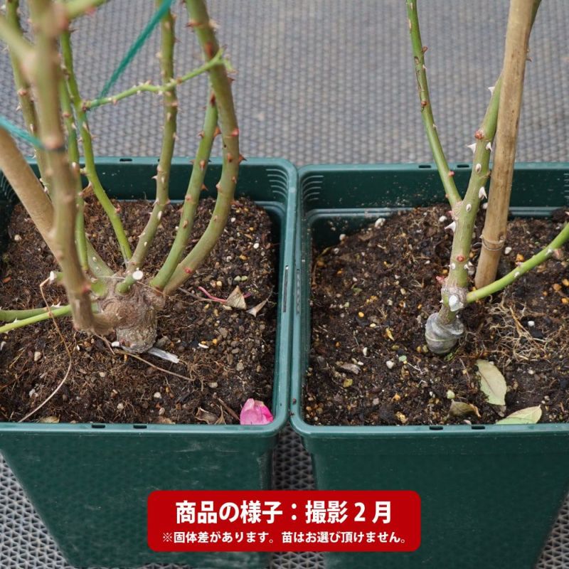 バラ ロココ CL クライミング (つるバラ) 苗 育て方 苗木部 By バラ ロココ CL クライミング (つるバラ) 苗 育て方 苗木部 By