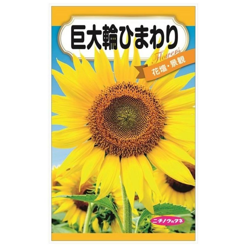 ひまわり 巨大輪ひまわりの販売 苗木部 By 花ひろばオンライン ひまわり 巨大輪ひまわりの販売 苗木部 By 花ひろばオンライン