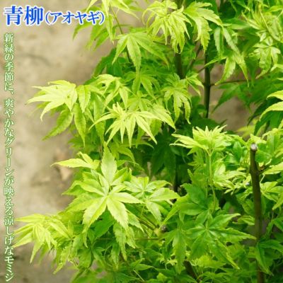 カエデ・もみじ 流泉 苗 販売 苗木部 By 花ひろばオンライン カエデ・もみじ 流泉 苗 販売 苗木部 By 花ひろばオンライン